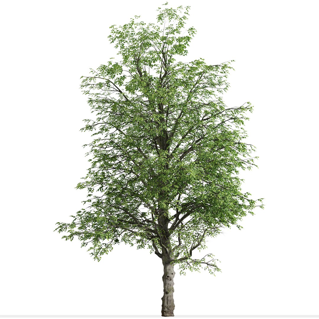 Set Of White Alder Or Alnus Rhombifolia Tree -2Trees 3D - TurboSquid ...