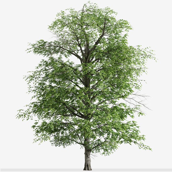 Set of White alder or Alnus rhombifolia Tree -2Trees 3D - TurboSquid ...