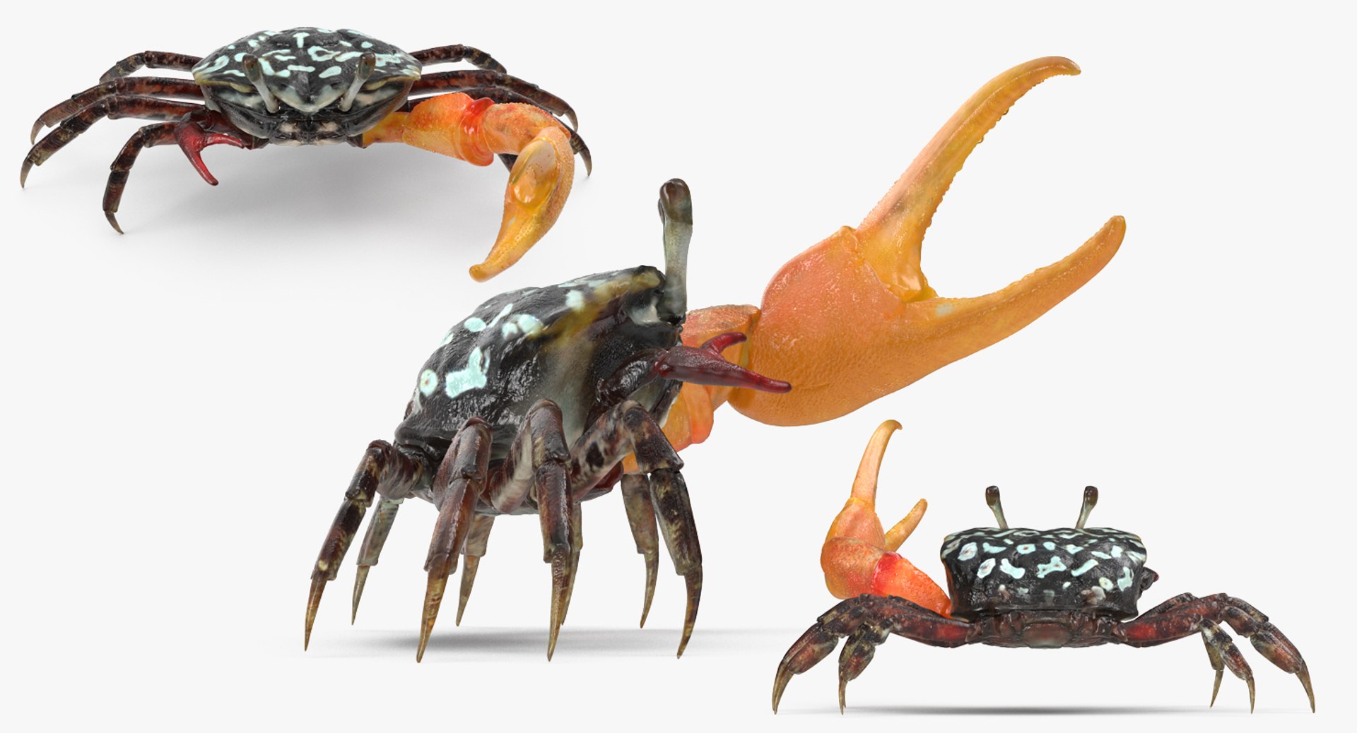 Max Calling Crab Fighting Pose