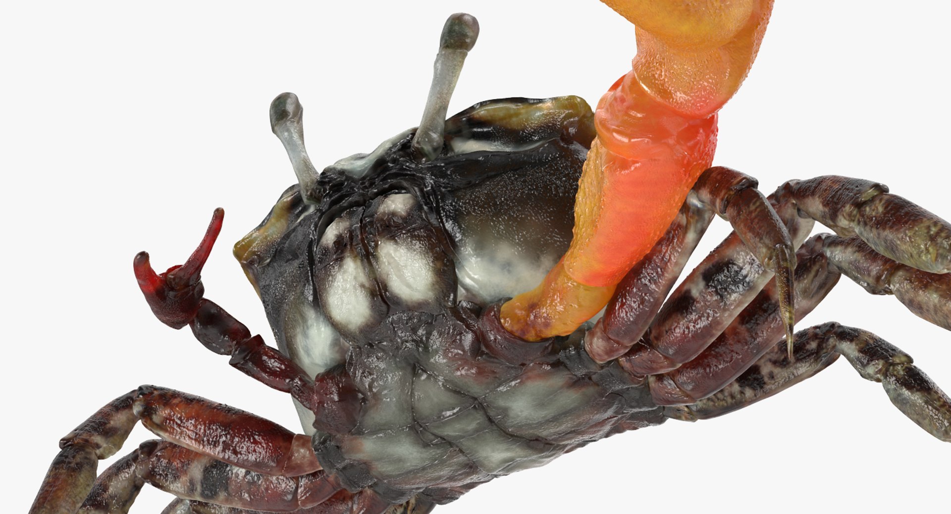 Max Calling Crab Fighting Pose