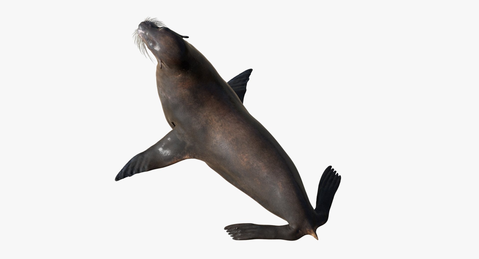 3D Rigged Ear - TurboSquid 1328984