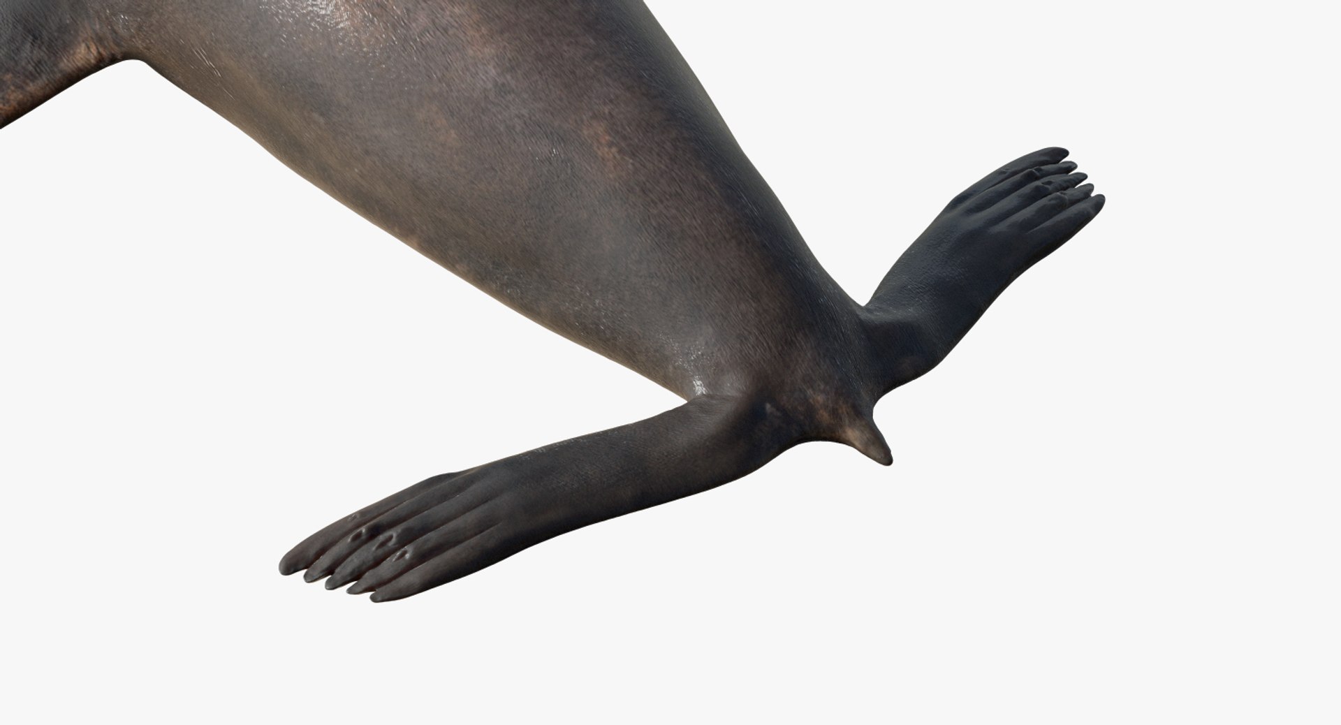 3D Rigged Ear - TurboSquid 1328984