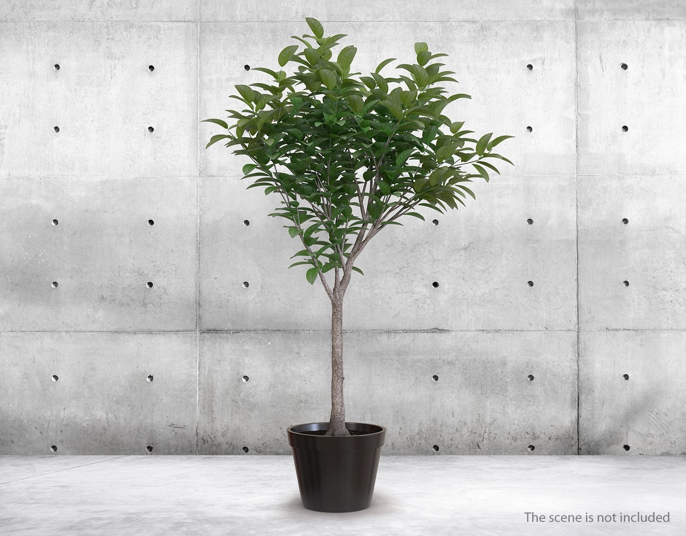 3D Small Tree Pot Model - TurboSquid 1377240