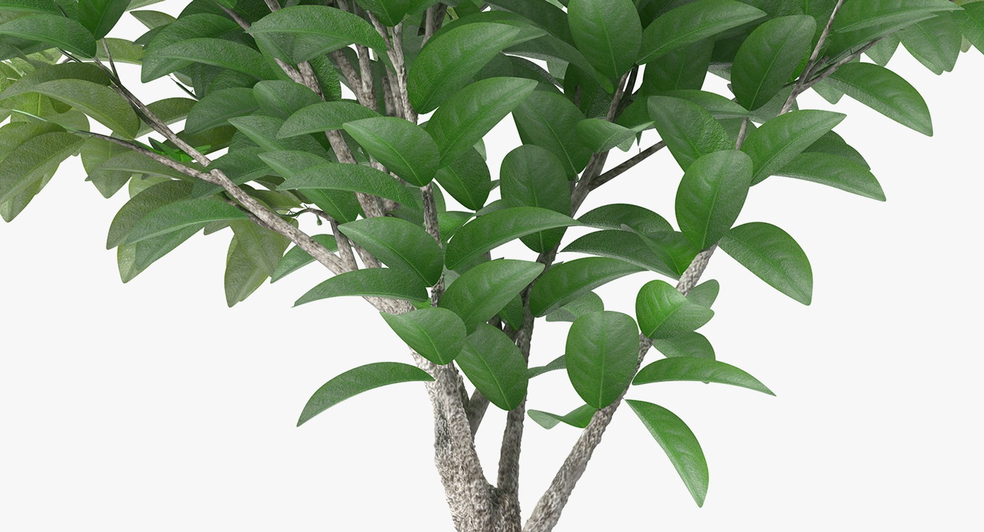 3D Small Tree Pot Model - TurboSquid 1377240