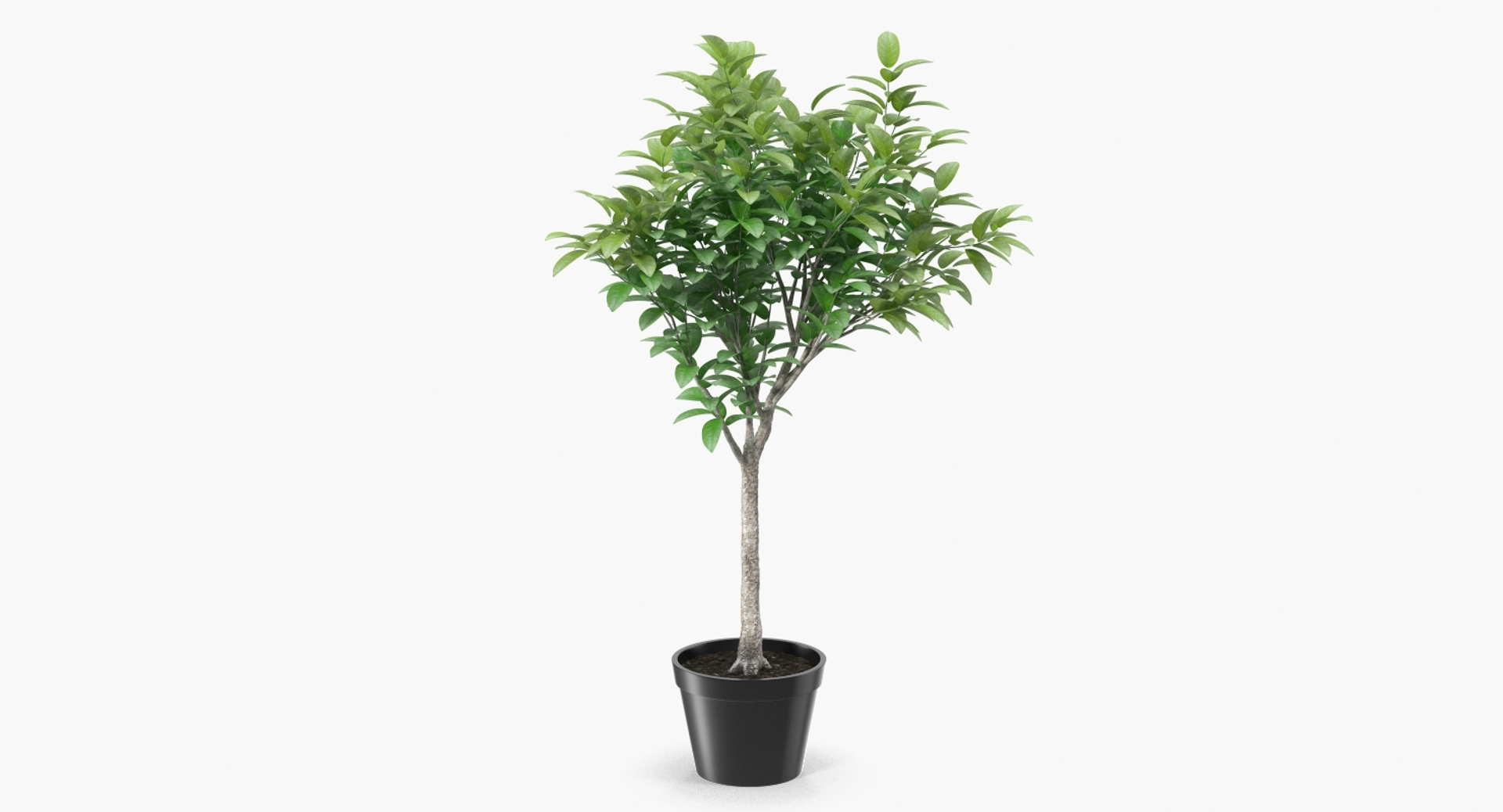 3D Small Tree Pot Model - TurboSquid 1377240