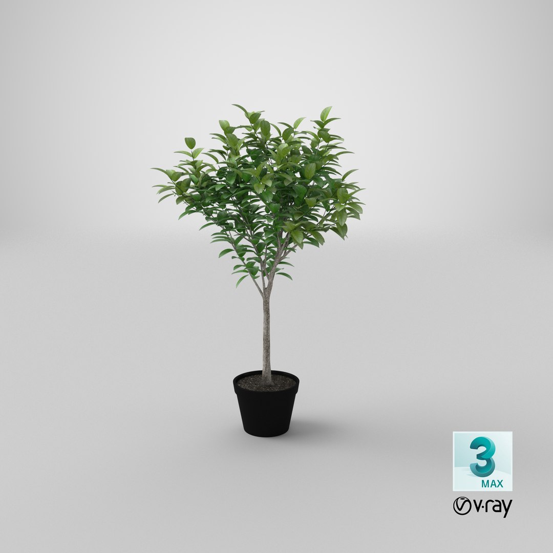 3D Small Tree Pot Model - TurboSquid 1377240