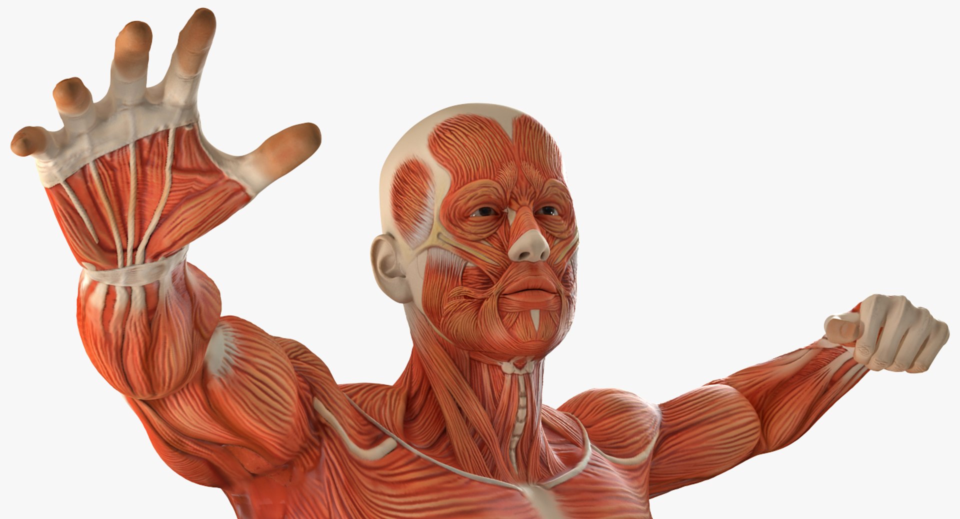 Anatomy male muscular rigged model - TurboSquid 1236263