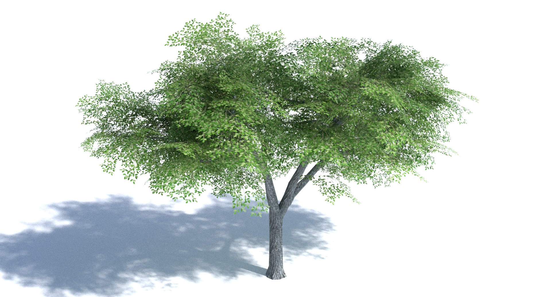 Elm Tree 3d Model