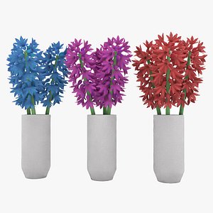 3D Hyacinth Models - Browse & Download Formats - TurboSquid
