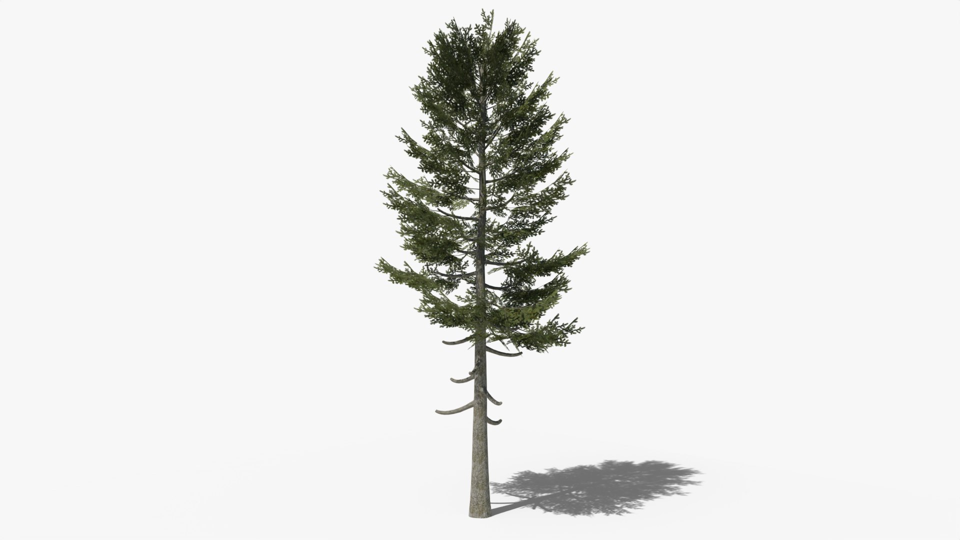 Pine V3 Model - TurboSquid 2145025