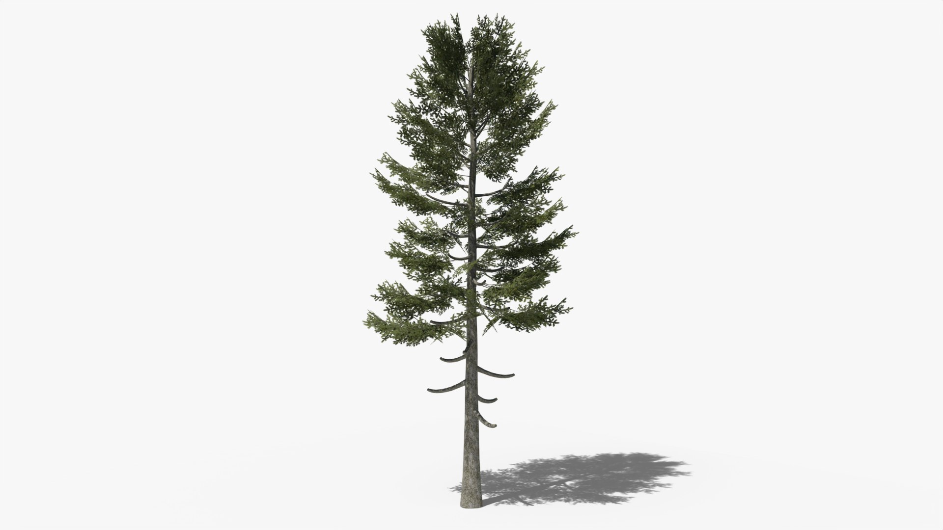 Pine V3 Model - TurboSquid 2145025