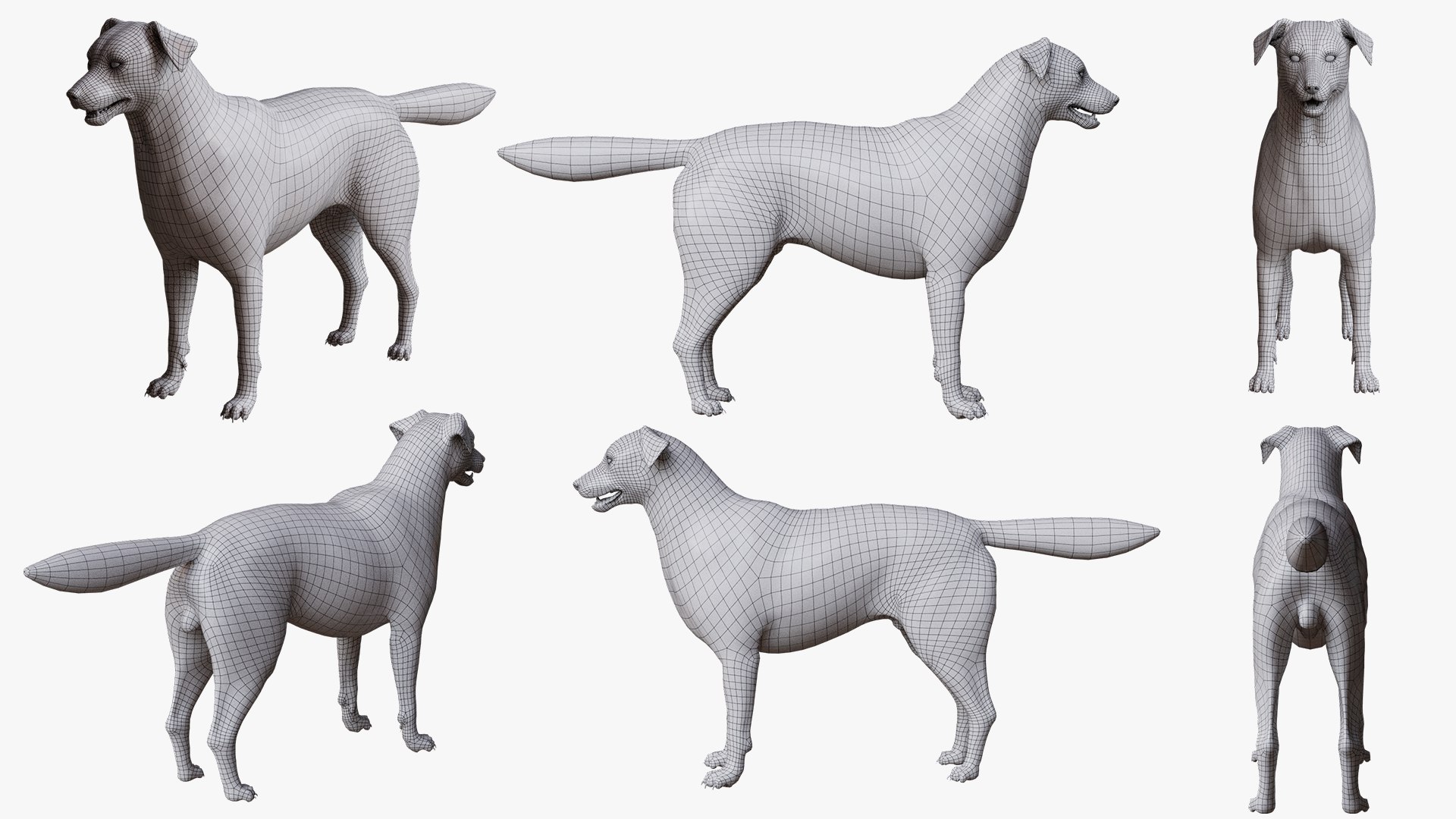 3D Model Border Collie - TurboSquid 2502483