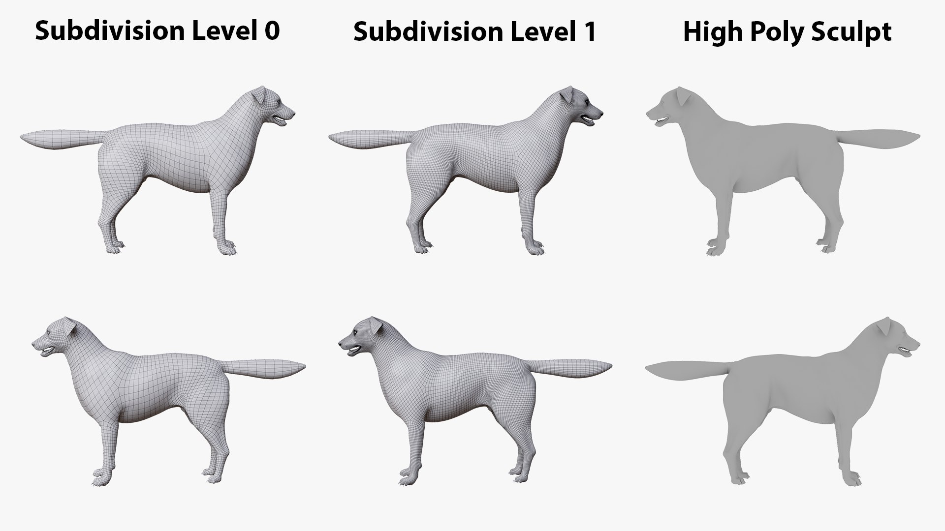 3D Model Border Collie - TurboSquid 2502483