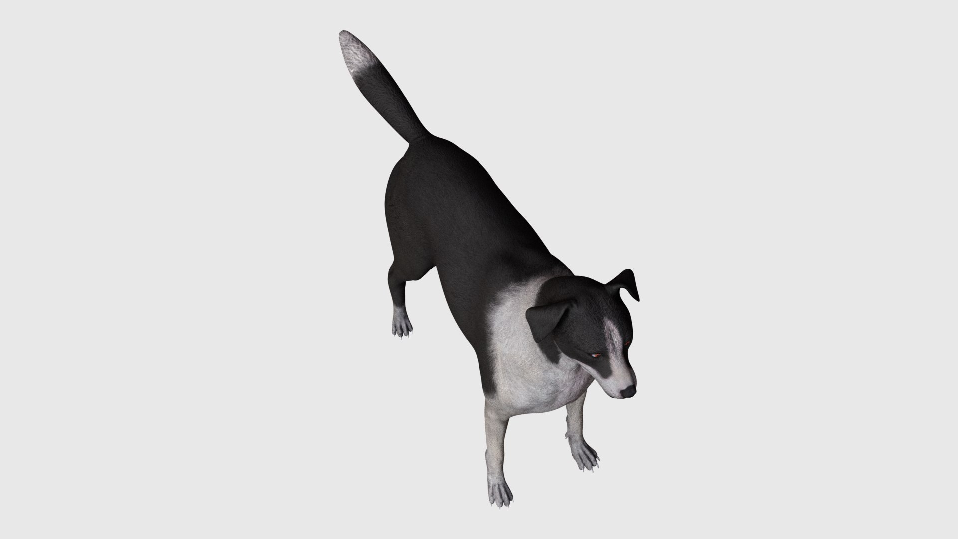 3D Model Border Collie - TurboSquid 2502483