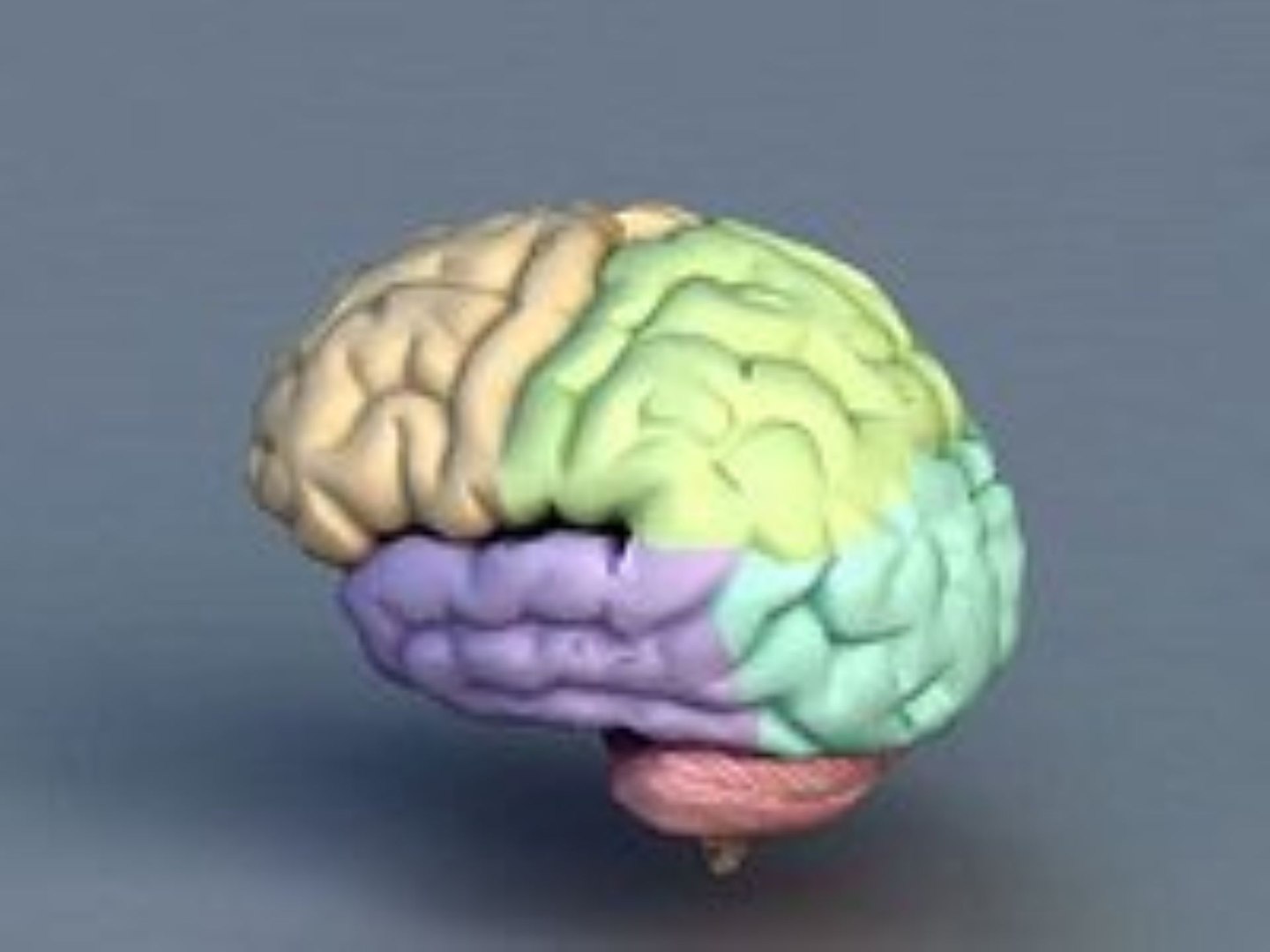 3D Realistic 3d human body collection all parts of the human body can ...