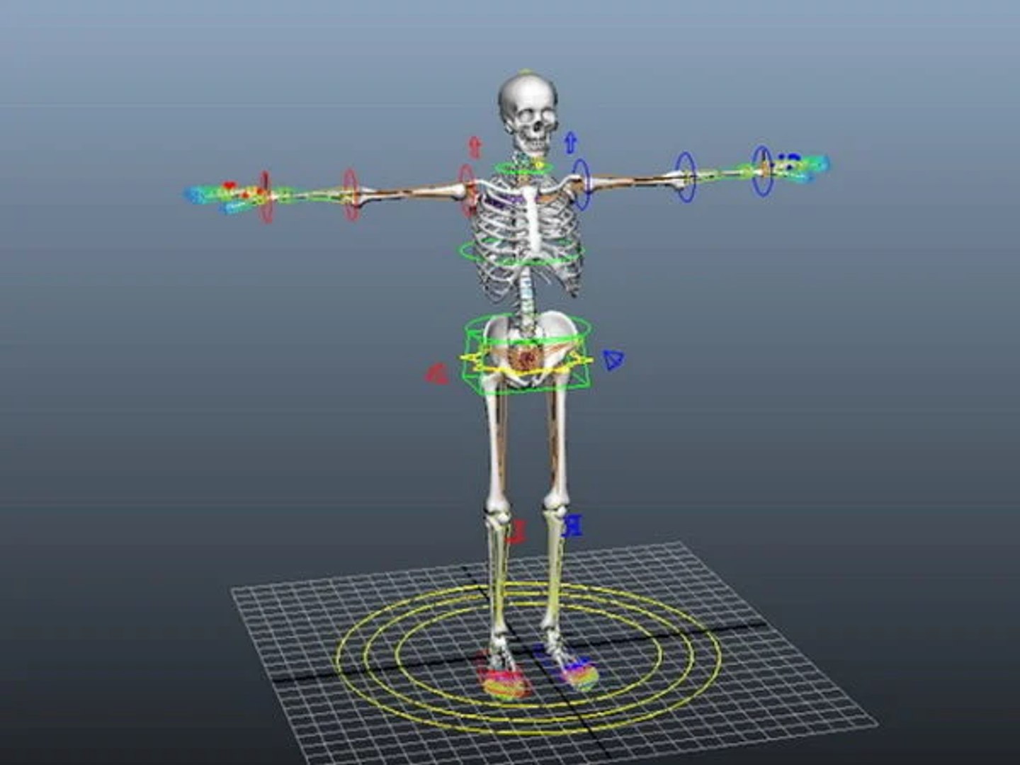 3D Realistic 3d human body collection all parts of the human body can ...
