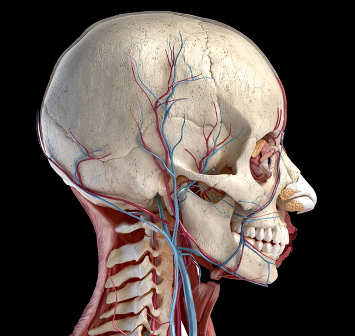 3D Realistic 3d human body collection all parts of the human body can ...
