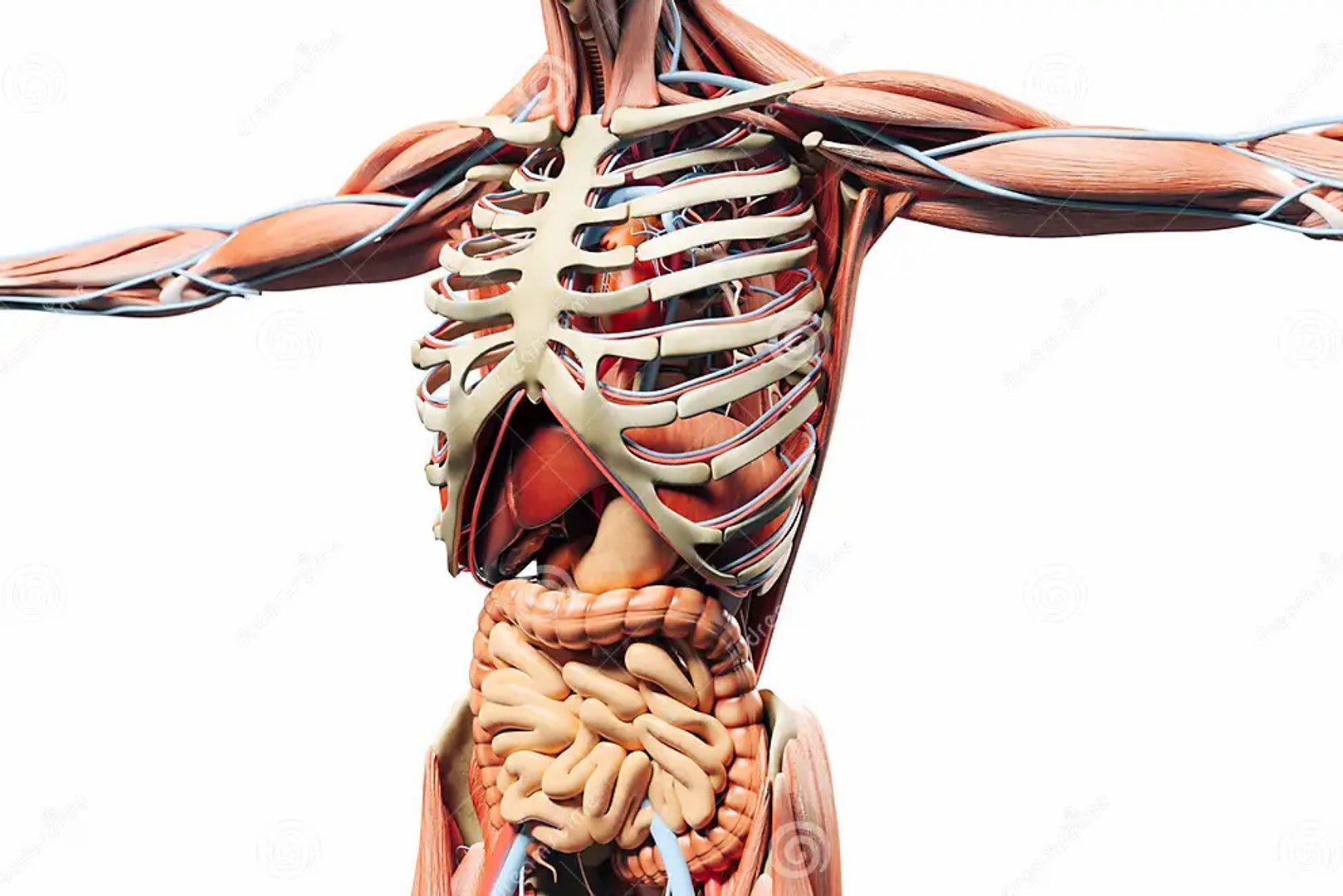 3D Realistic 3d human body collection all parts of the human body can ...