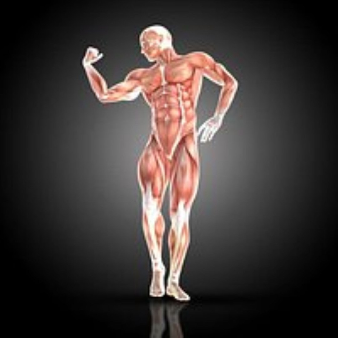 3D Realistic 3d human body collection all parts of the human body can ...