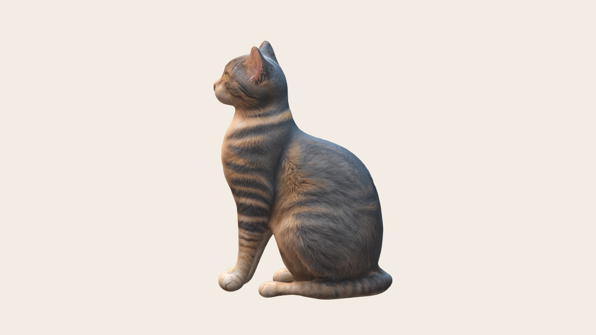 Sitting Cat 3D Model - TurboSquid 2271461