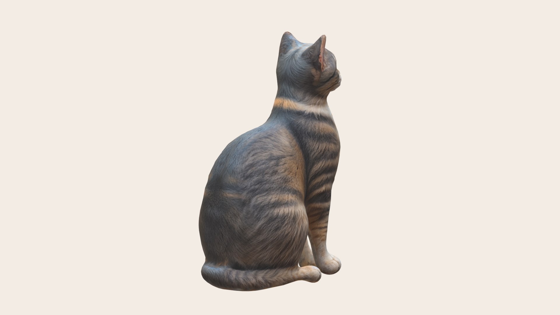 Sitting Cat 3D Model - TurboSquid 2271461