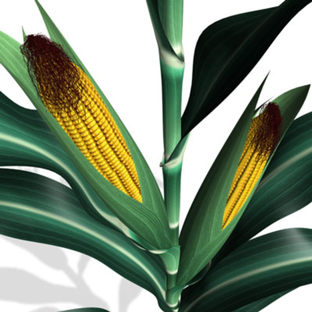 Max Corn Plant