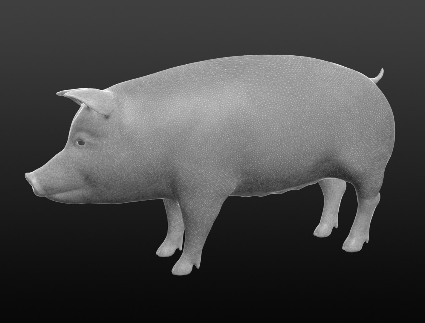 3D Pig Base Mesh - TurboSquid 1412292