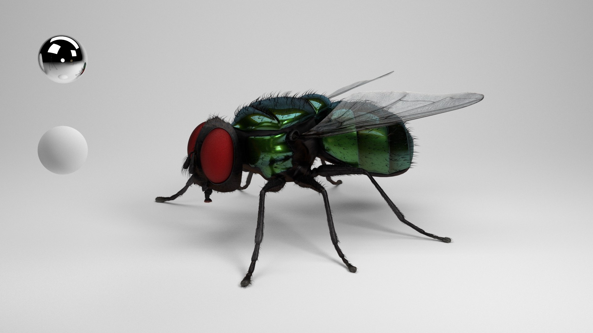 Housefly House Fly 3D - TurboSquid 1485572