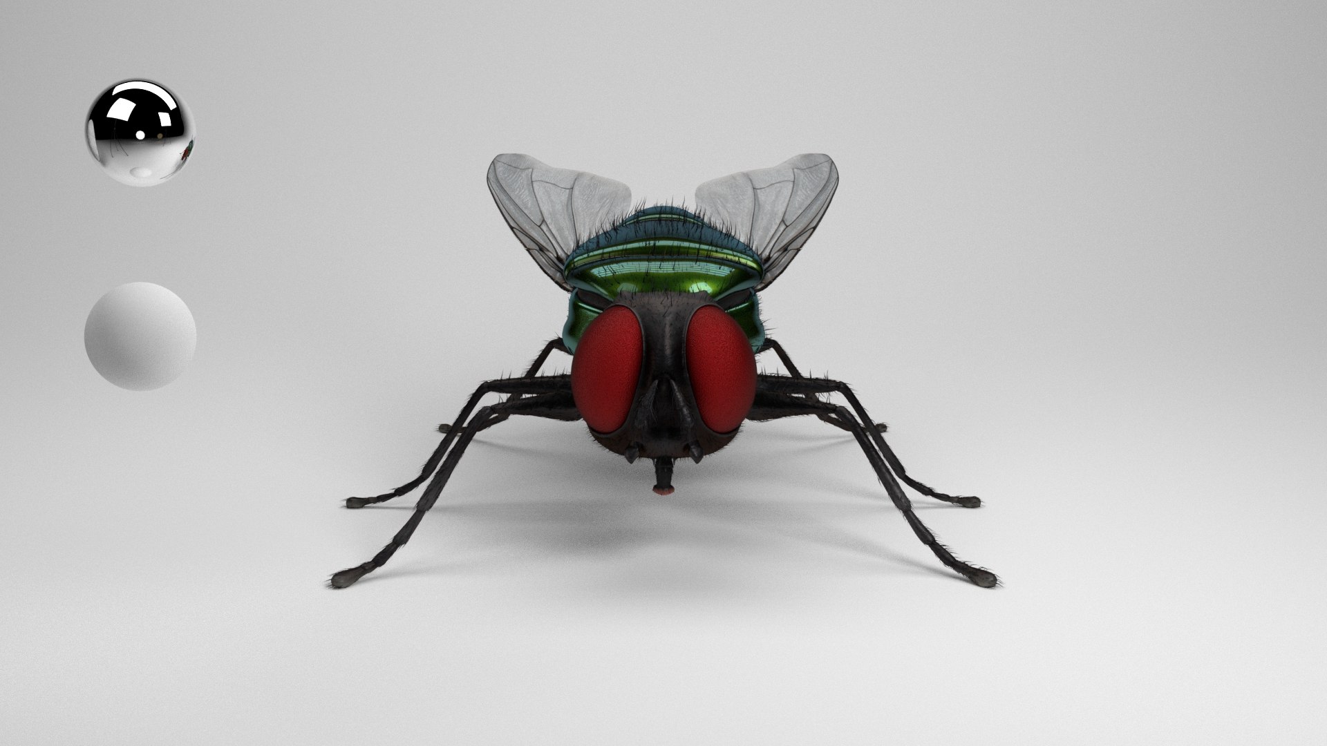 Housefly House Fly 3D - TurboSquid 1485572