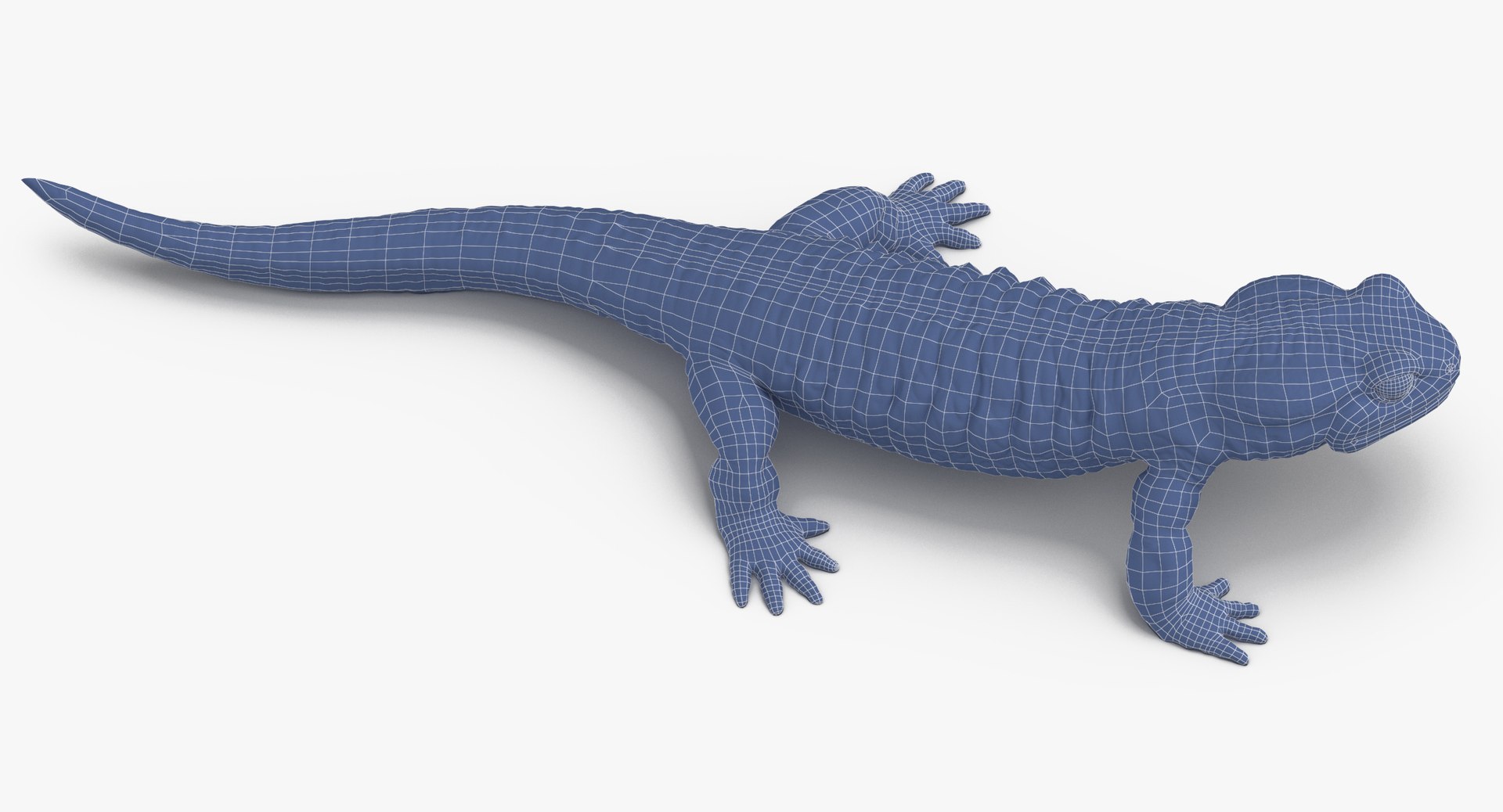 3D Model Salamander Standing - TurboSquid 1375617