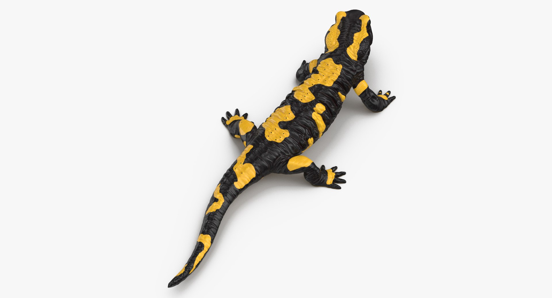 3D Model Salamander Standing - TurboSquid 1375617