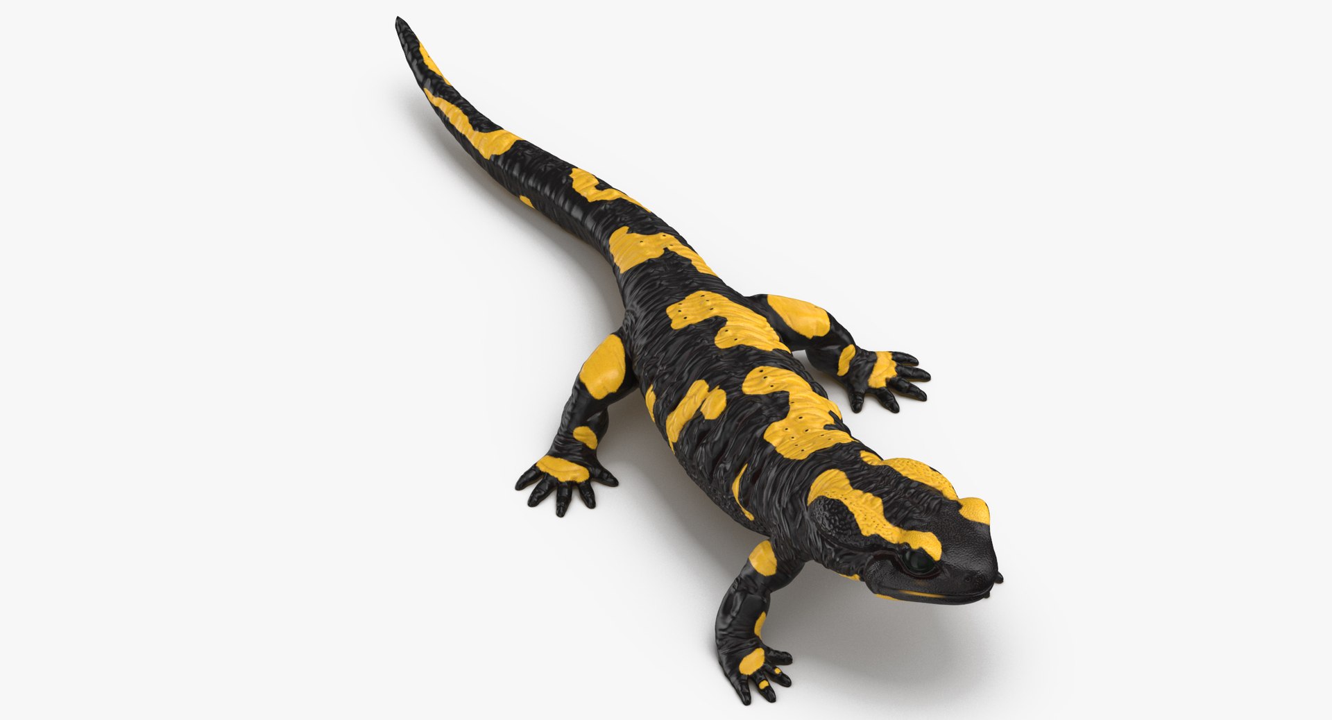 3D Model Salamander Standing - TurboSquid 1375617