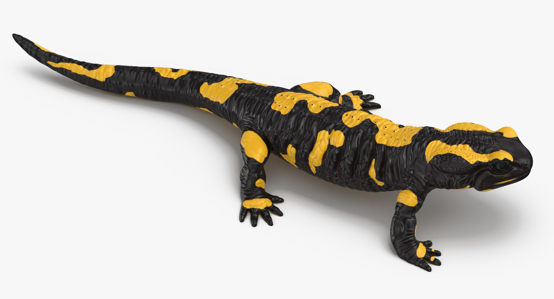 3D Model Salamander Standing - TurboSquid 1375617