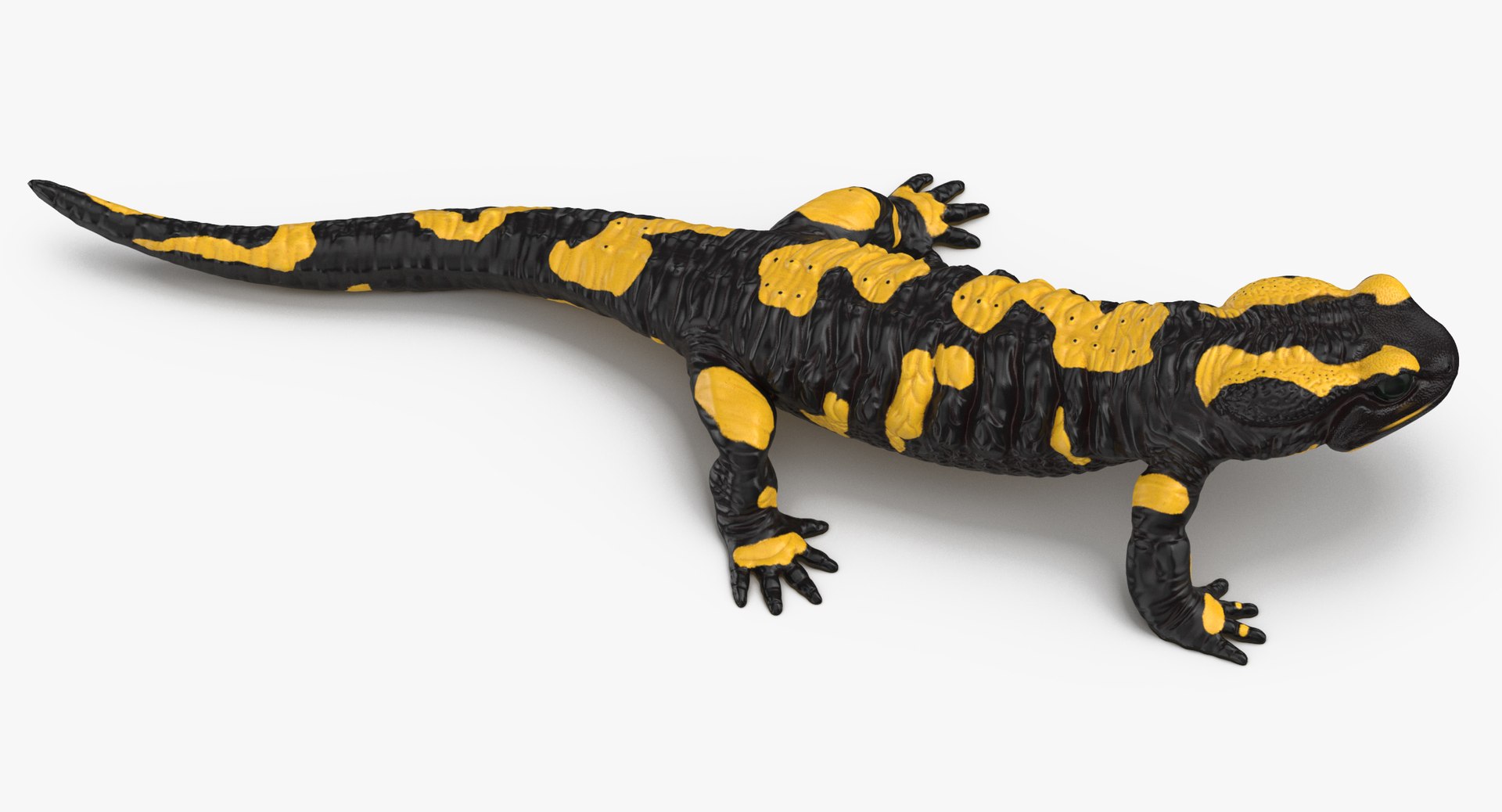 3D Model Salamander Standing - TurboSquid 1375617
