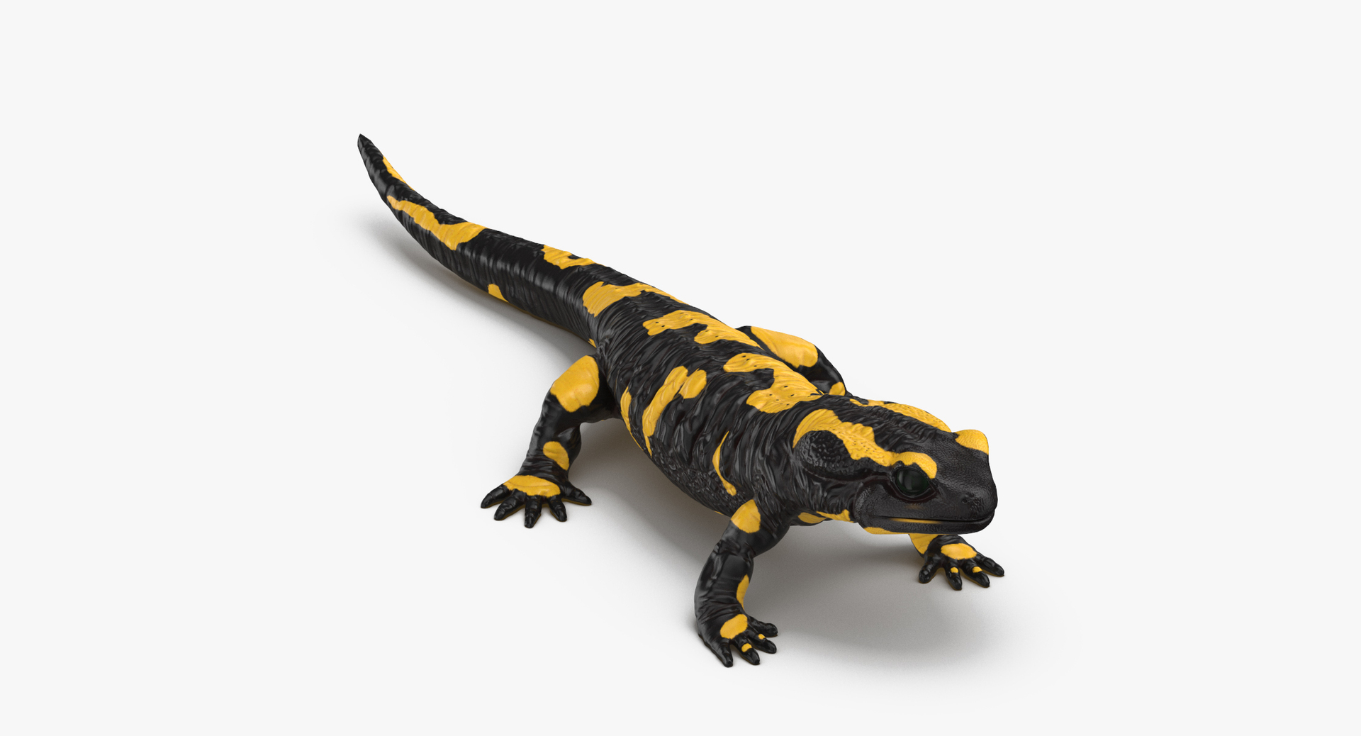 3D Model Salamander Standing - TurboSquid 1375617