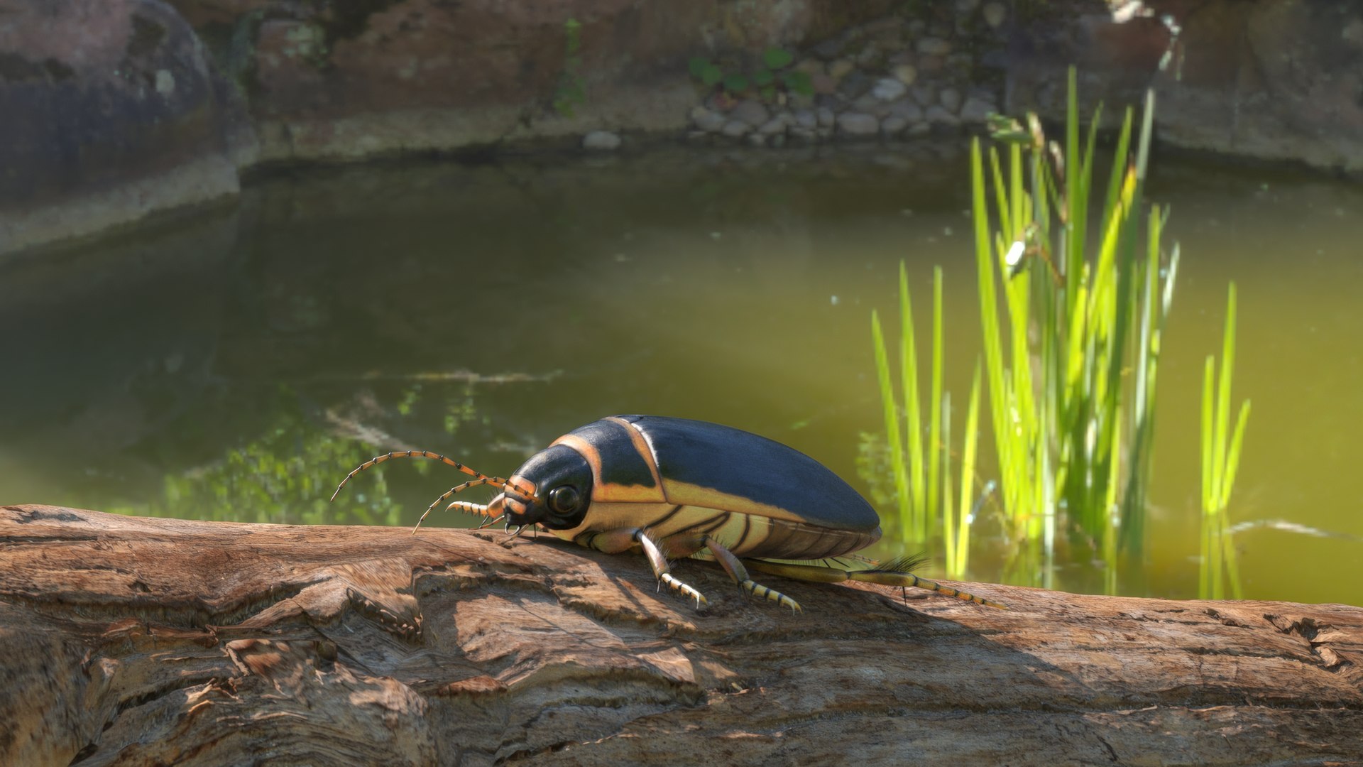 3D Insect Water Beetle Brown Realistic Rigged For Cinema 4D ...