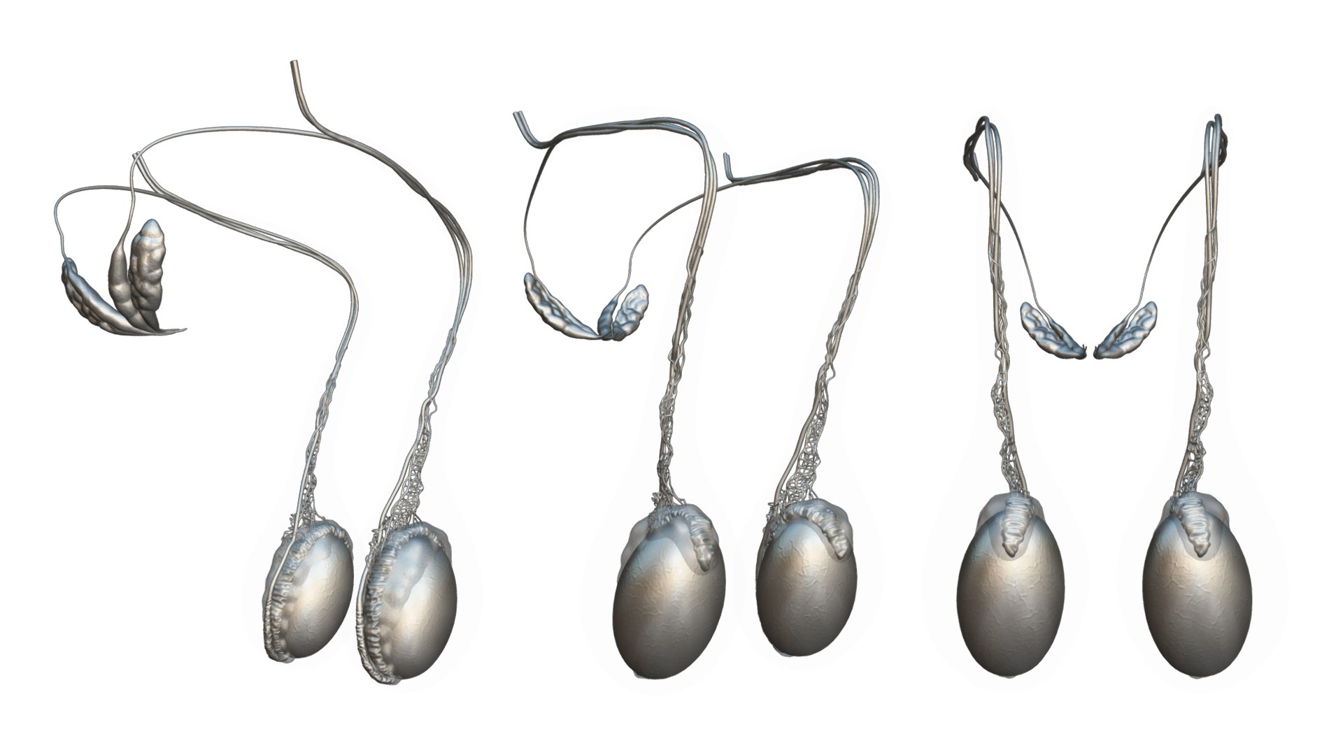 Male Testicles Testes Anatomy 3D Model - TurboSquid 2142308