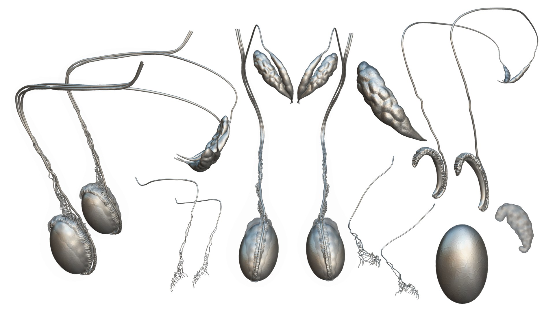 Male Testicles Testes Anatomy 3D Model - TurboSquid 2142308