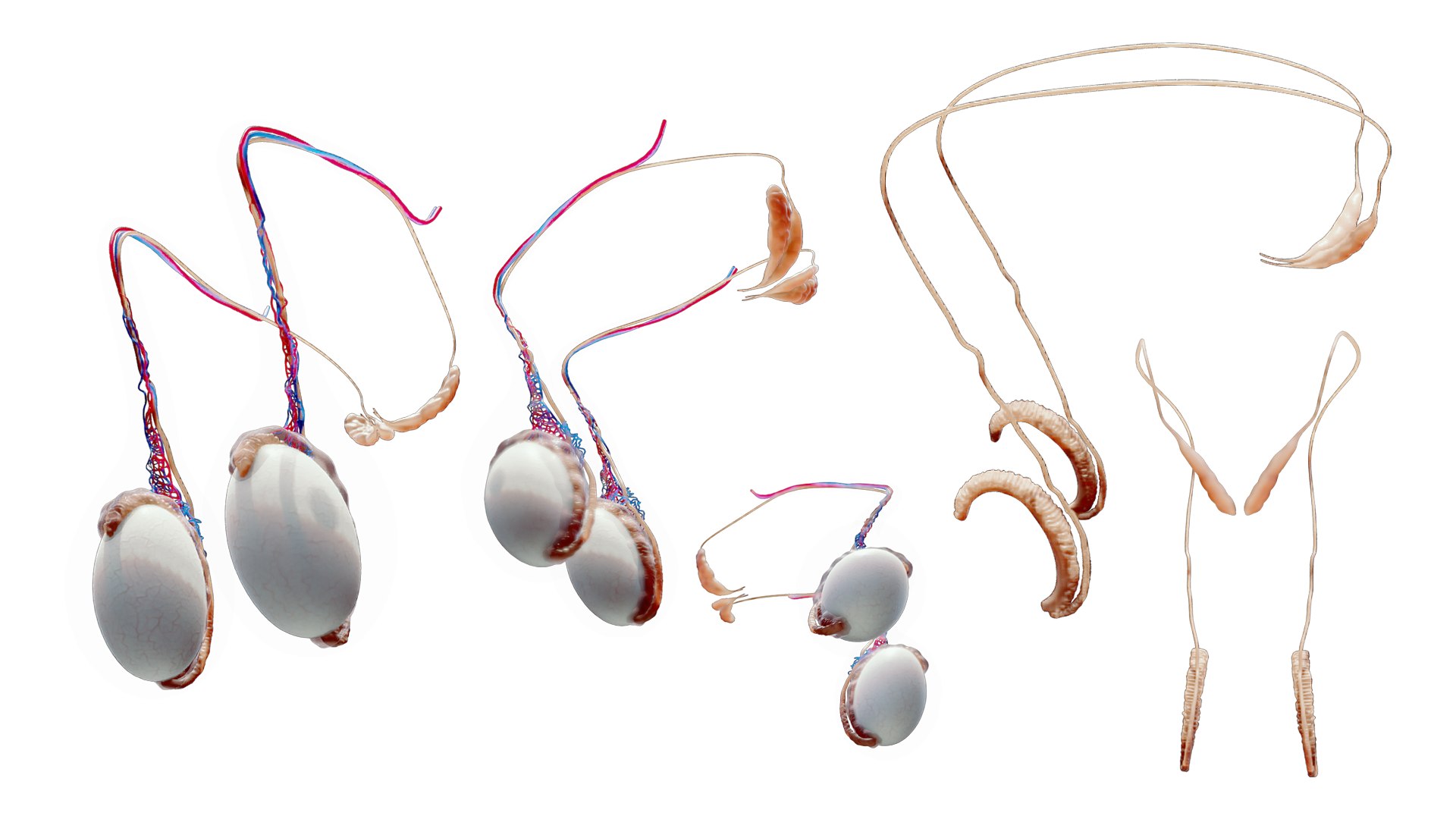 Male Testicles Testes Anatomy 3D Model - TurboSquid 2142308