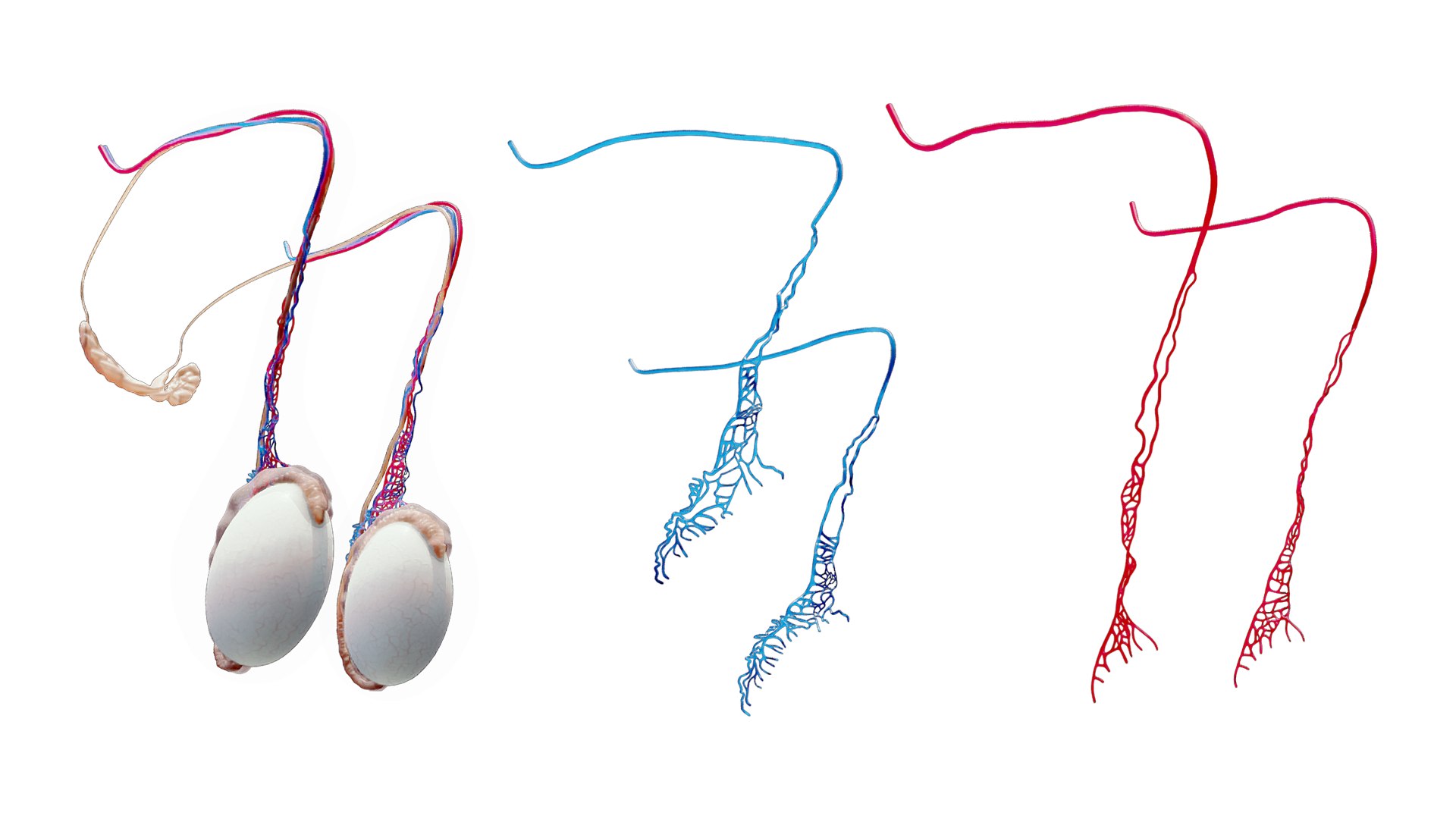 Male Testicles Testes Anatomy 3D Model - TurboSquid 2142308