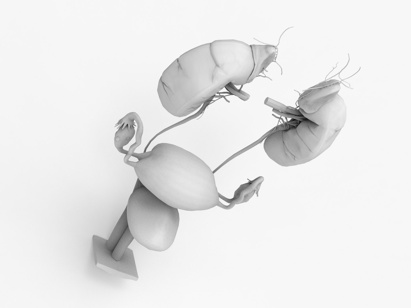 Kidney Female Reproductive 3D Model - TurboSquid 1429517