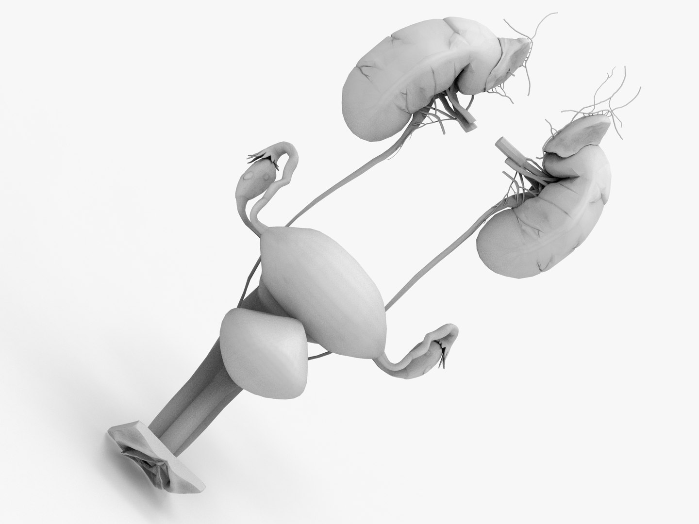Kidney Female Reproductive 3D Model - TurboSquid 1429517