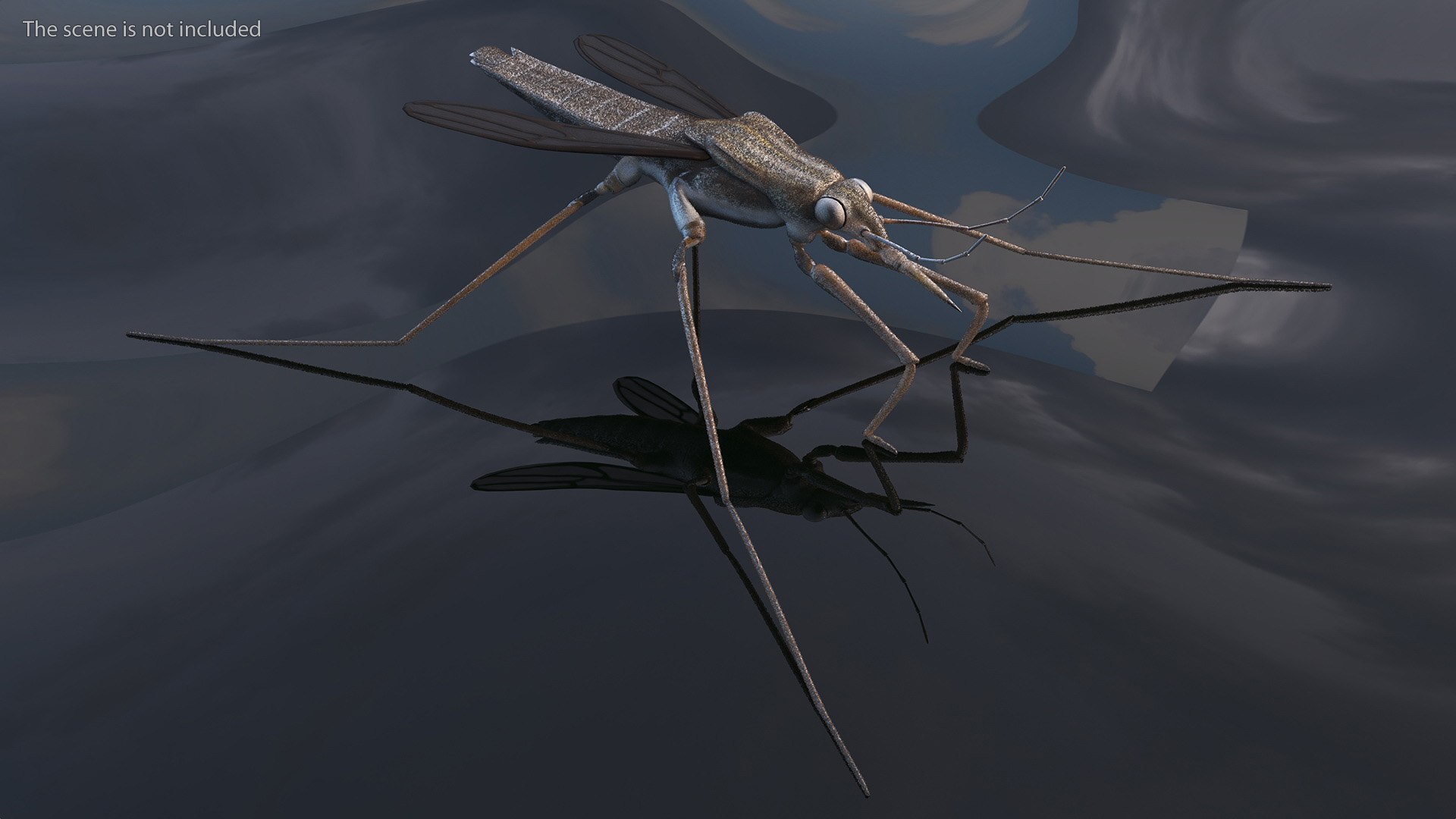 3D Model Water Strider Rigged For Maya - TurboSquid 2127139