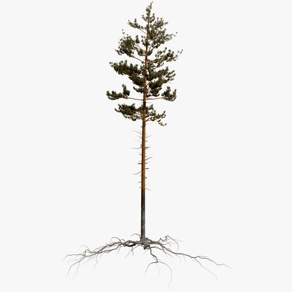 Pine Tree Blender Models for Download | TurboSquid