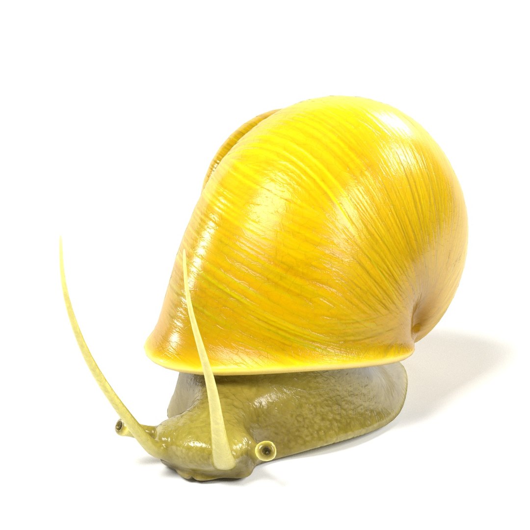 maya golden apple snail