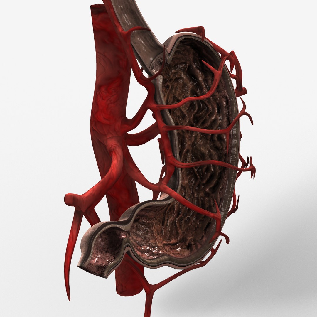 obj human stomach blood vessels