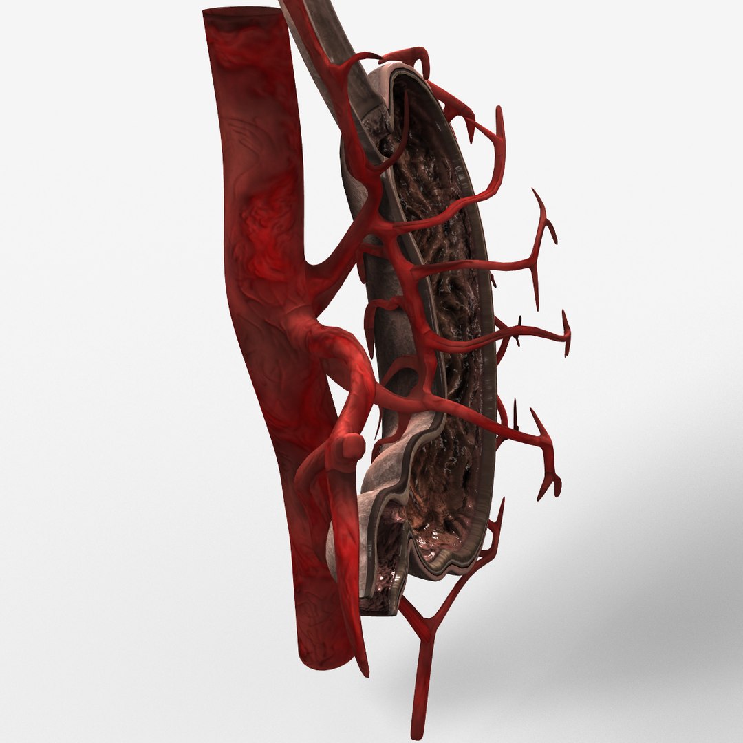 obj human stomach blood vessels