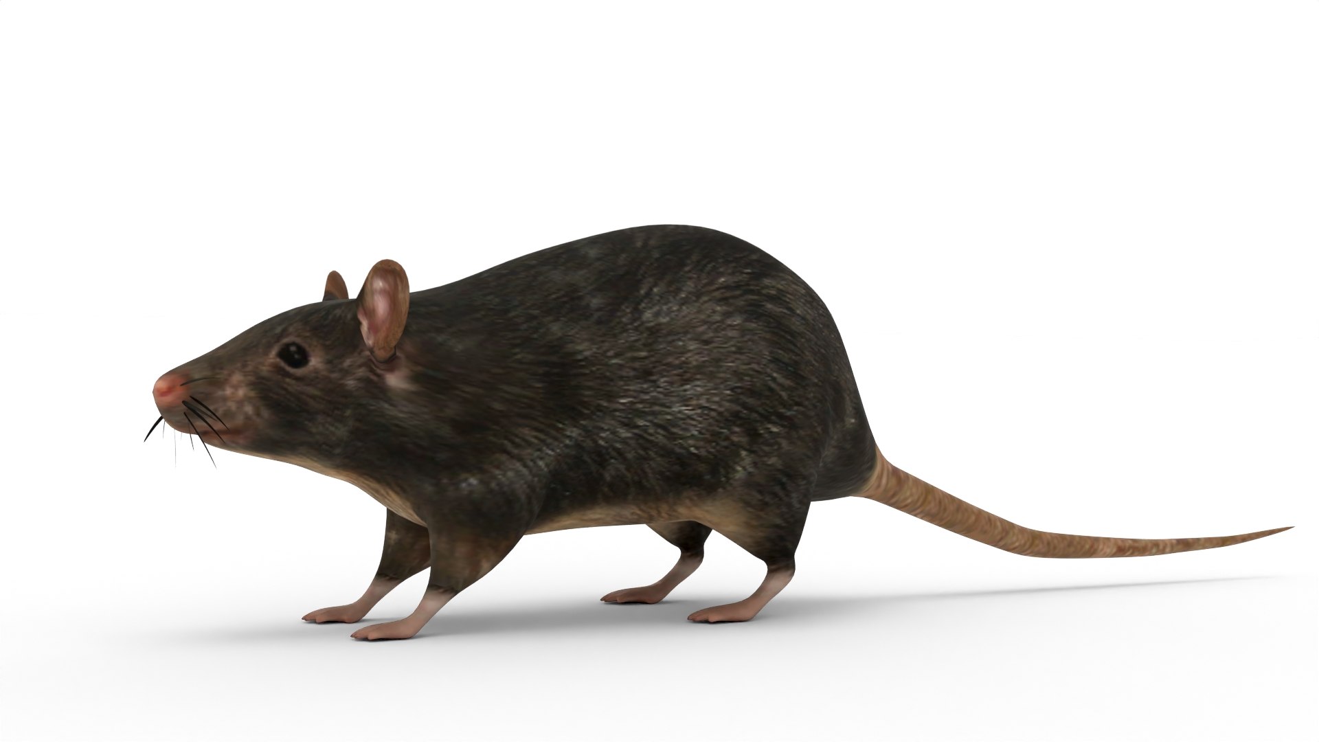 Rats 3D Model - TurboSquid 2296504