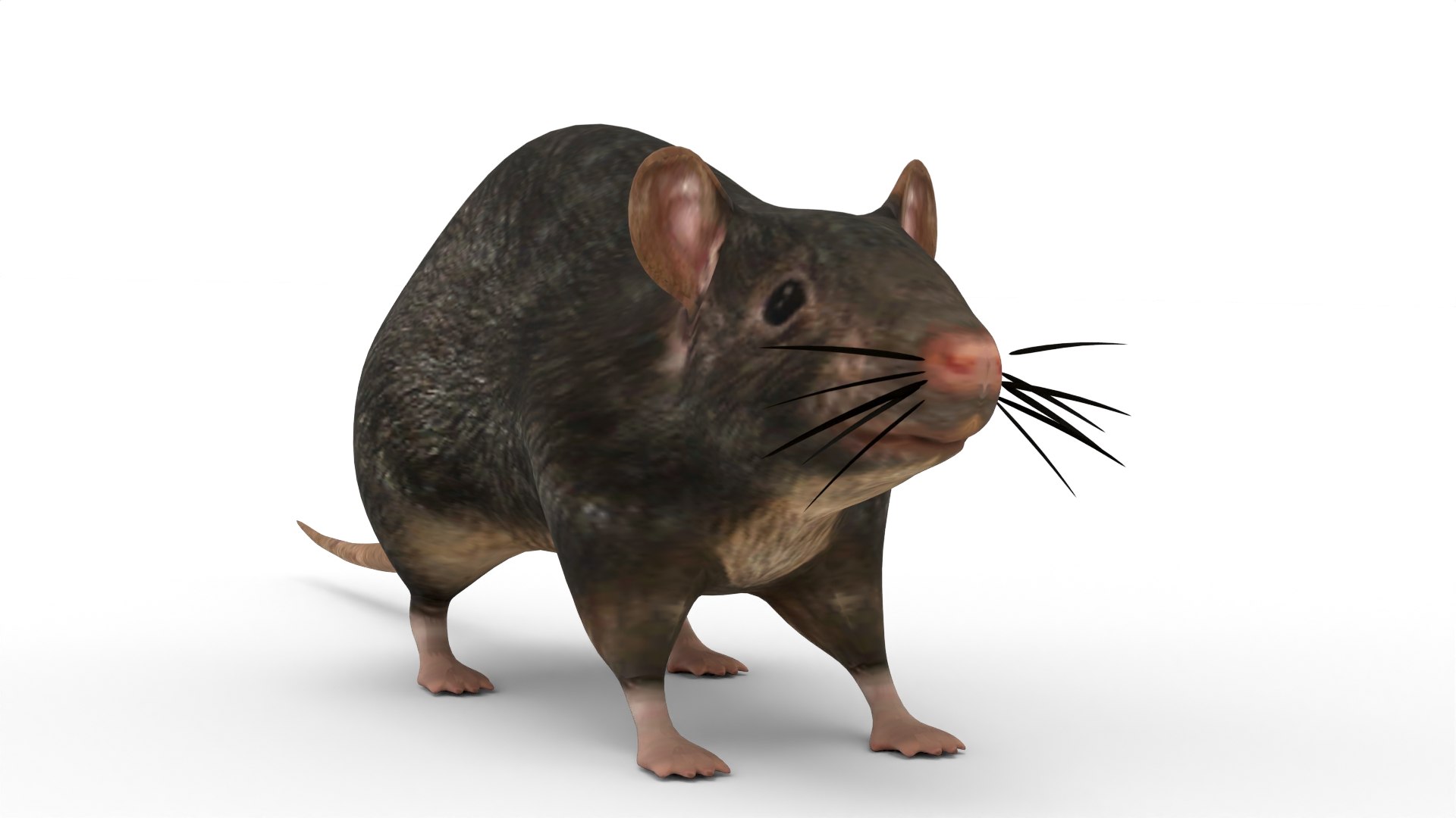 Rats 3D Model - TurboSquid 2296504