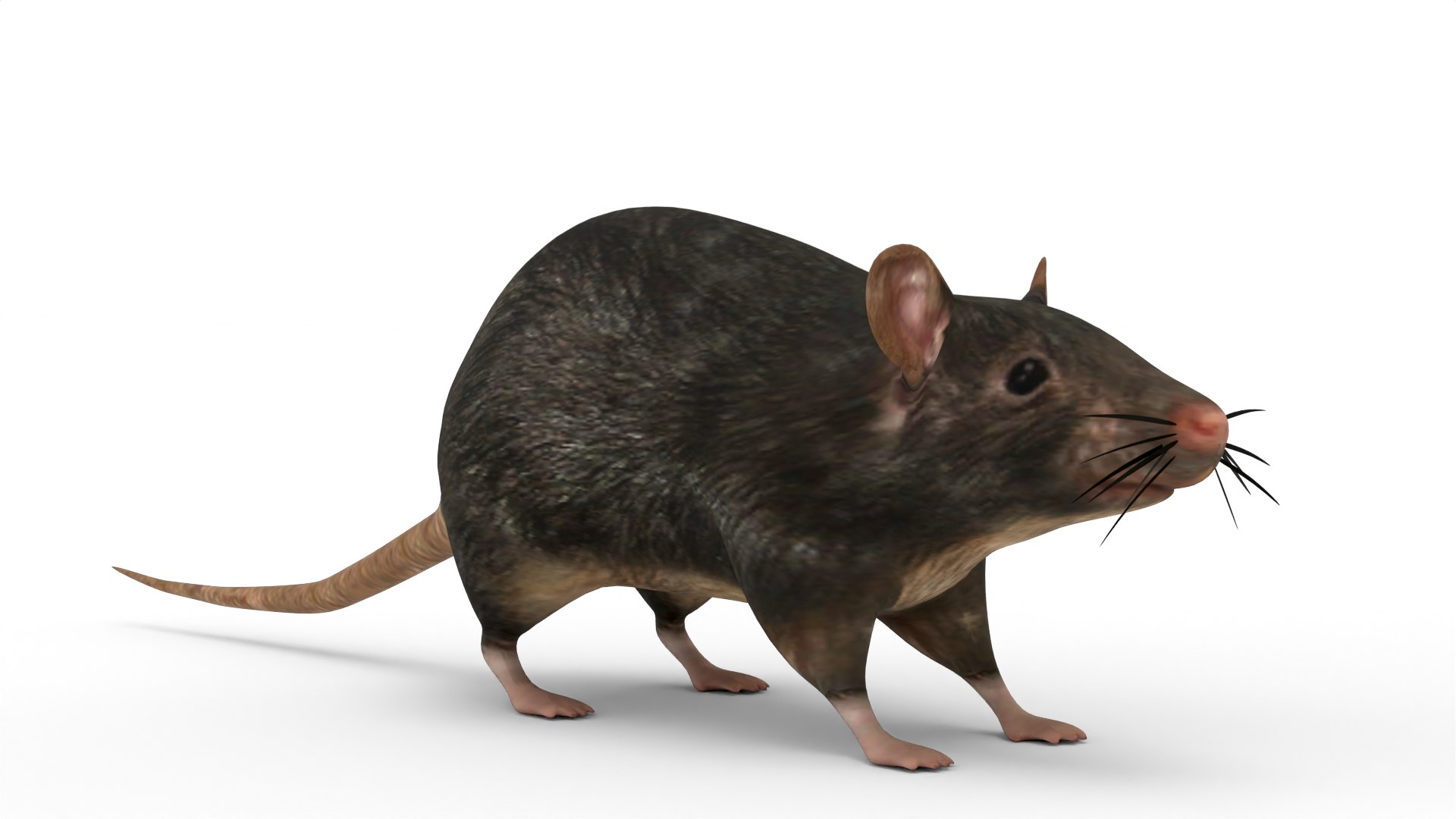 Rats 3D Model - TurboSquid 2296504